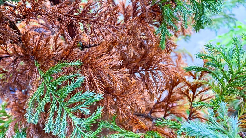 A Coniferous Decorative Tree Turns Yellow from a Sharp Cold Snap. Stock ...