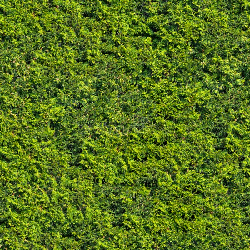 Evergreen Texture Seamless