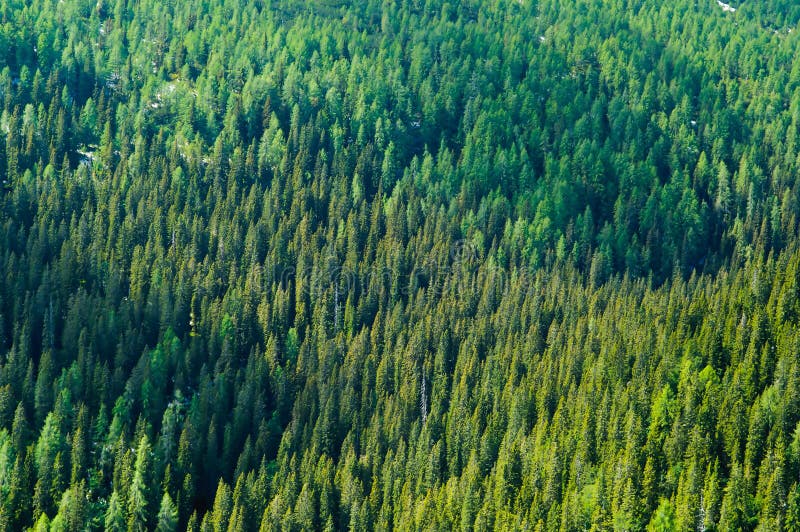 Coniferous forest stock photo. Image of europe, conifer - 22551668