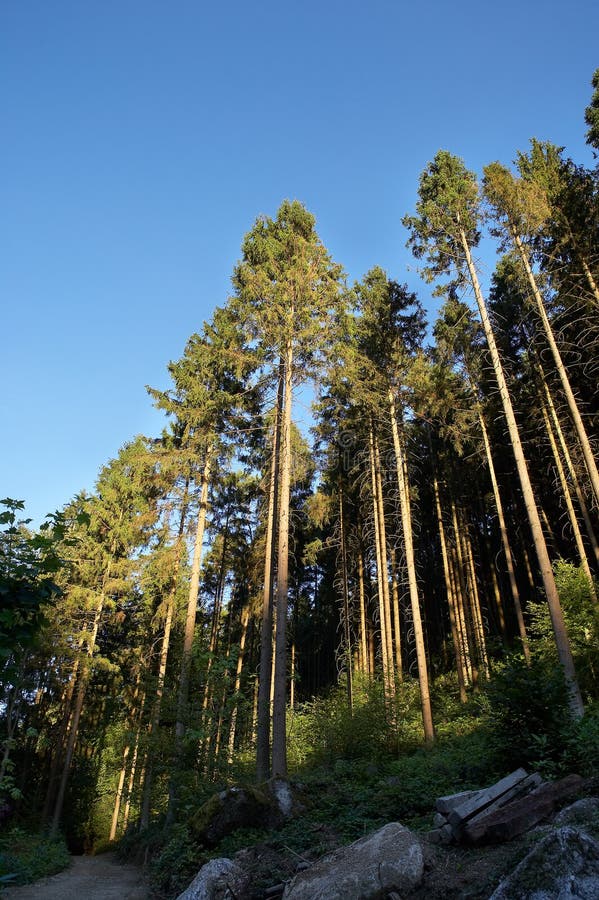 Coniferous trees stock photo. Image of green, plant, high - 16634730 Coniferous trees stock photo. Image of green, plant, high - 16634730