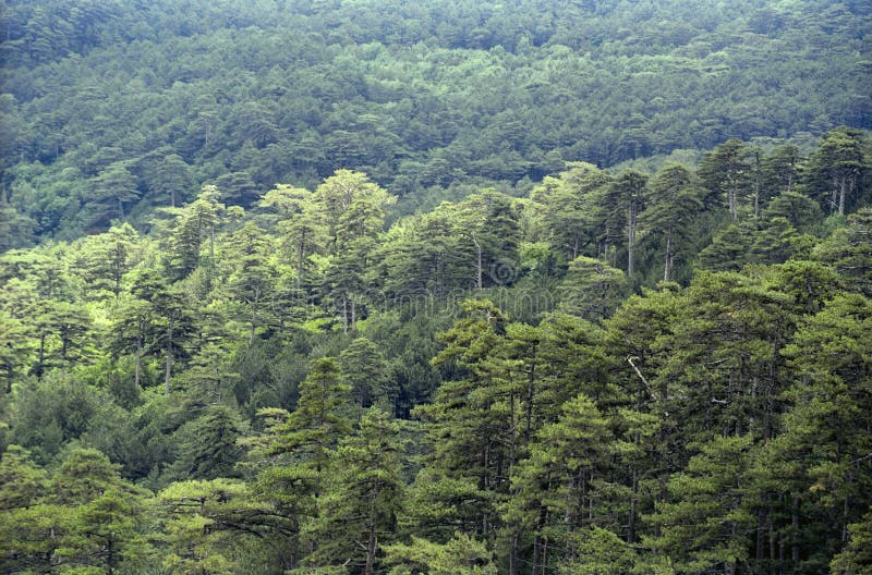 Coniferous forest stock photo. Image of outdoors, continuous - 8867558