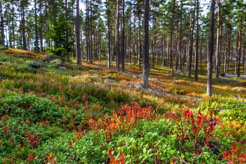 Coniferous Forest with Blueberries in the Fall Stock Image - Image of ...