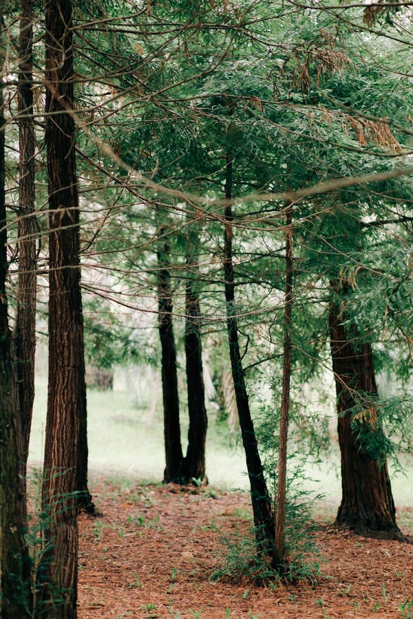 Picturesque Coniferous Forest with Fallen Needles on the Ground Stock ...