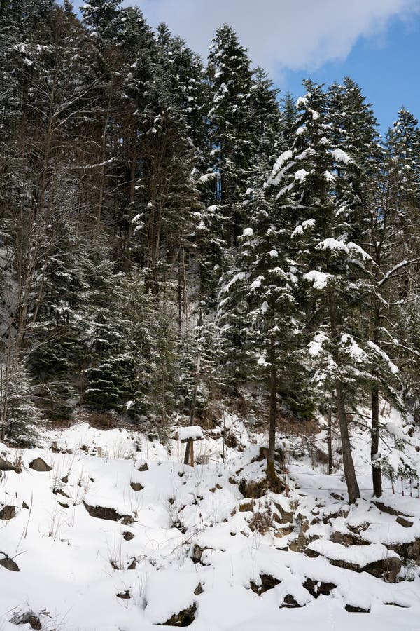 Coniferous Forest, Fir Trees, Mountain Stream in Winter in the Snow ...