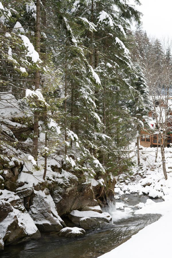 Coniferous Forest, Fir Trees, Mountain Stream in Winter in the Snow ...