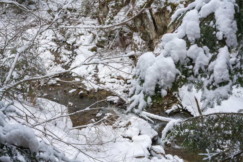 Coniferous Forest, Fir Trees, Mountain Stream in Winter in the Snow ...