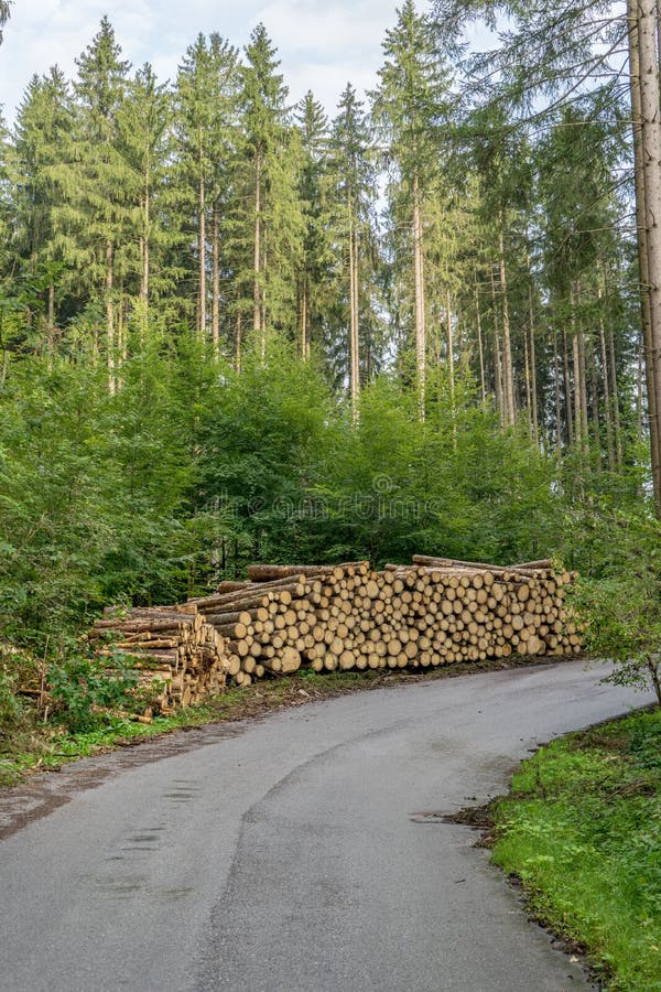 Needle tree forest stock photo. Image of nature, woodpile - 101916102