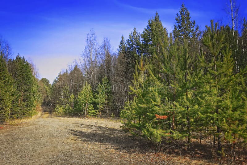 Early Spring in a Mixed Coniferous Forest Stock Image - Image of ...