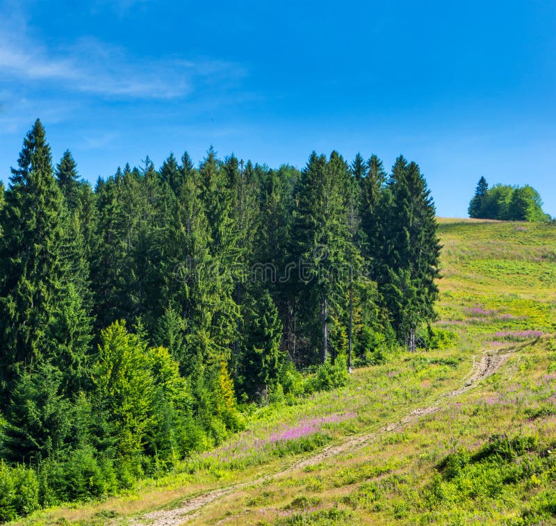 Coniferous forest . stock photo. Image of nature, pine - 43543360