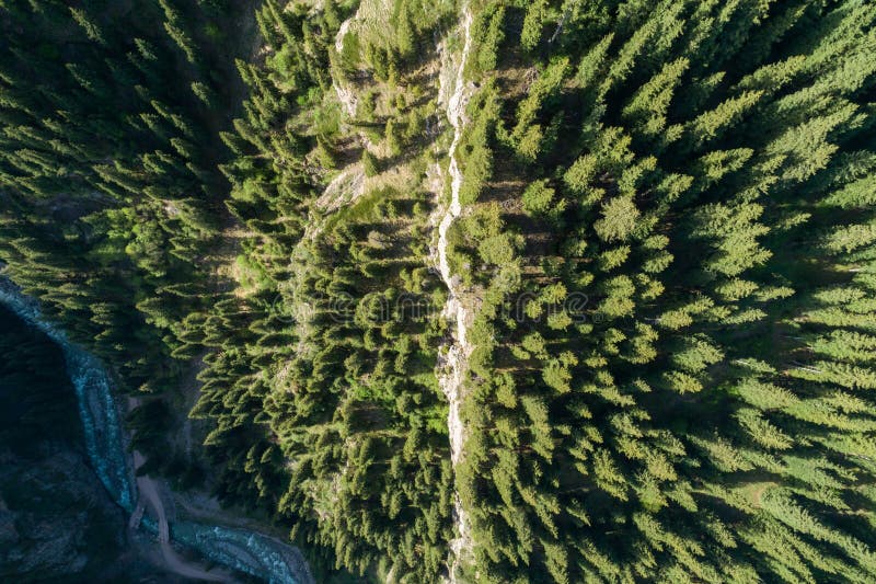 Coniferous Forest on Mountain Slope. Aerial View Stock Photo - Image of ...