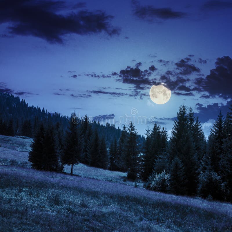 Coniferous Forest on a Mountain Slope in Moon Light Stock Photo - Image ...