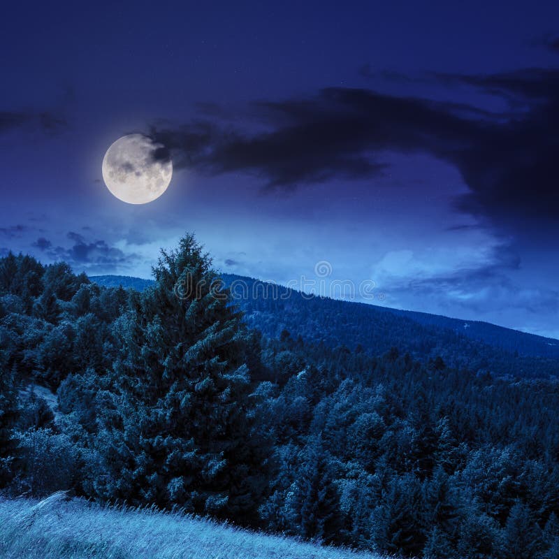 Coniferous Forest on a Mountain Slope at Night Stock Photo - Image of ...