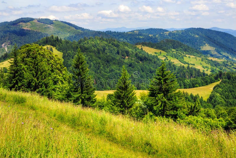 Coniferous Forest on a Mountain Slope Stock Image - Image of hiking ...