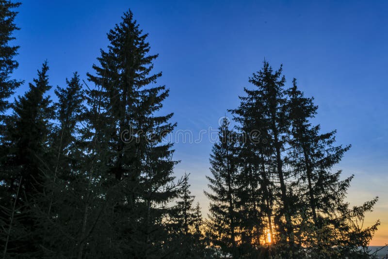 Coniferous Forest in the Rays of the Setting Sun Stock Image - Image of ...