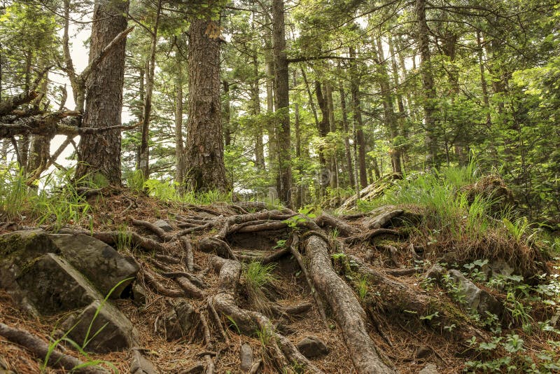 Coniferous forest stock photo. Image of stones, green - 56727324