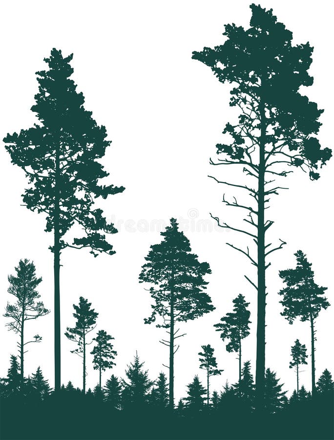 Coniferous Forest, Silhouette of Pine Trees, Vertical Landscape after ...