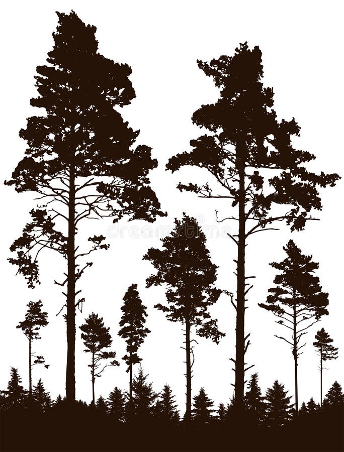 Coniferous Forest, Silhouette of Pine Trees, Vertical Landscape after ...