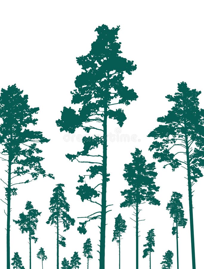 Coniferous Forest, Silhouette of Pine Trees, Vertical Landscape after ...