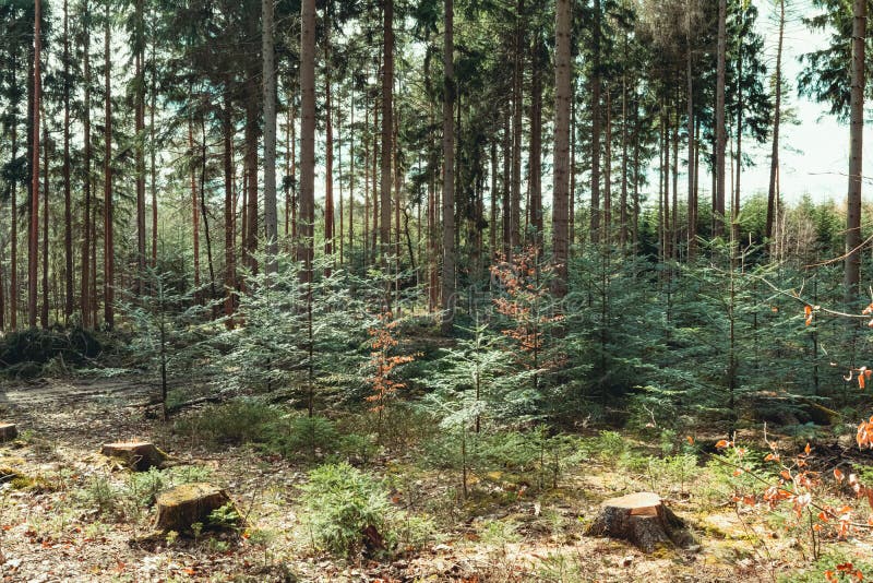A Coniferous Forest in Spring Stock Image - Image of coniferous, land ...