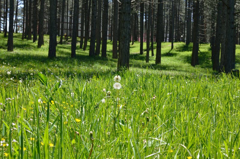 Coniferous Forest in Spring Stock Photo - Image of scenery, landscape ...