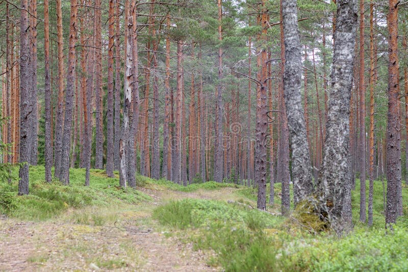 .coniferous Forest in Spring with a Walking Path Stock Photo - Image of ...