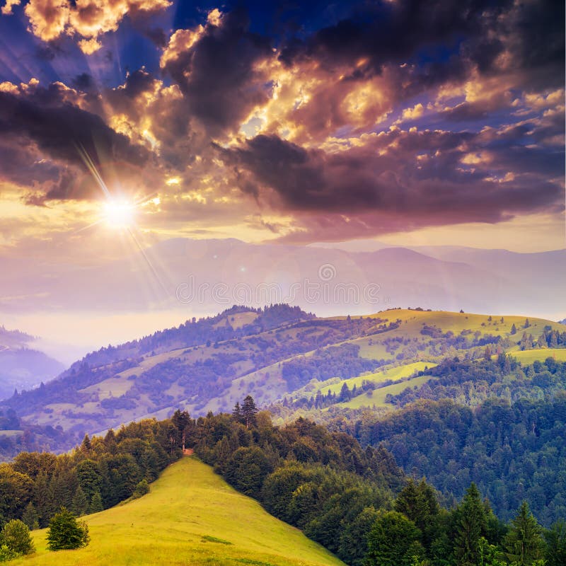 Coniferous Forest on a Steep Mountain Slope at Sunset Stock Photo ...