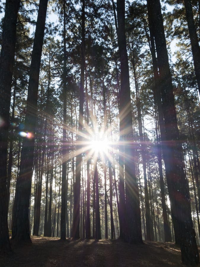 Coniferous Forest with the Sun Shining through the Trees. (Pine Forest ...