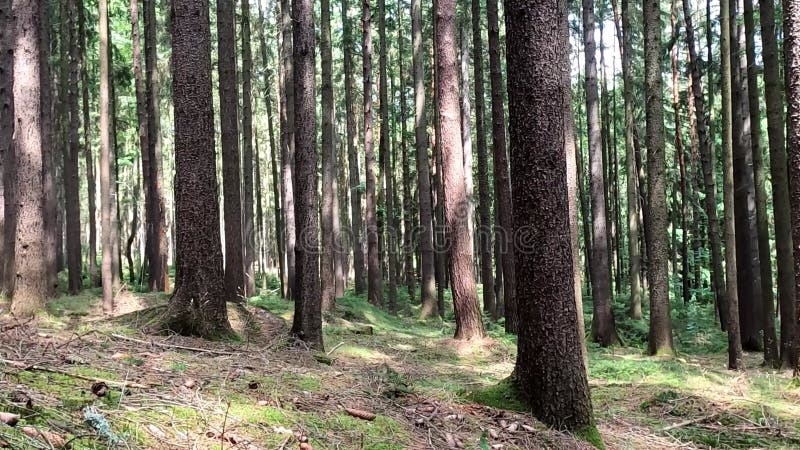 Coniferous Forest in Sunny Nature with Big Trees in Wide Angle Stock ... Coniferous Forest in Sunny Nature with Big Trees in Wide Angle Stock ...