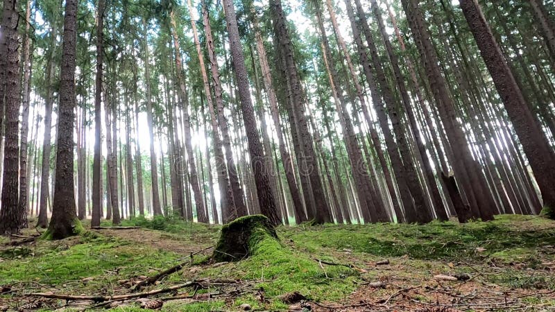 Coniferous Forest in Sunny Nature with Big Trees in Wide Angle Stock ... Coniferous Forest in Sunny Nature with Big Trees in Wide Angle Stock ...