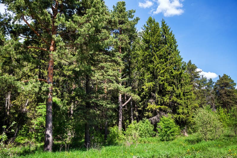 Coniferous Forest in Temperate Climate Stock Image - Image of pattern ...