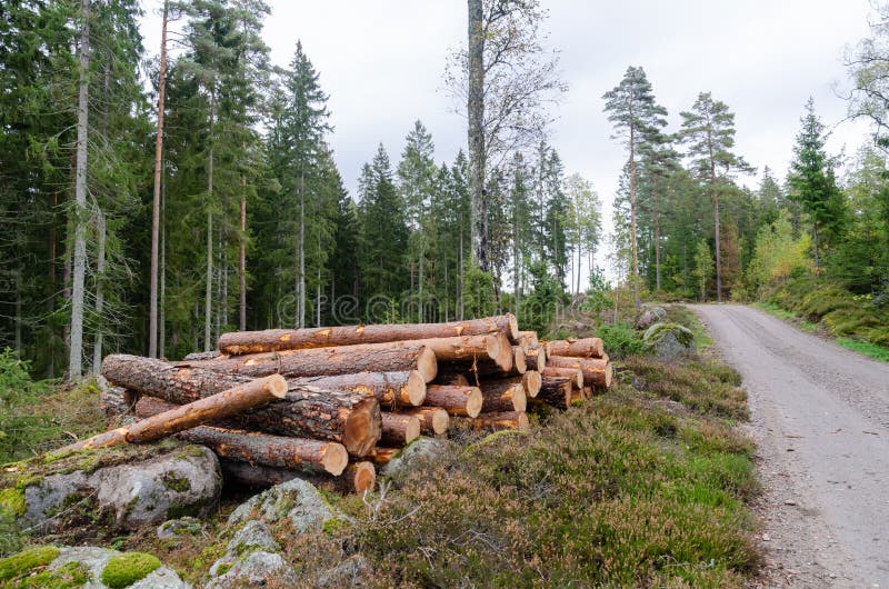 Coniferous Forest with a Timber Stack by Road Side Stock Image - Image ...