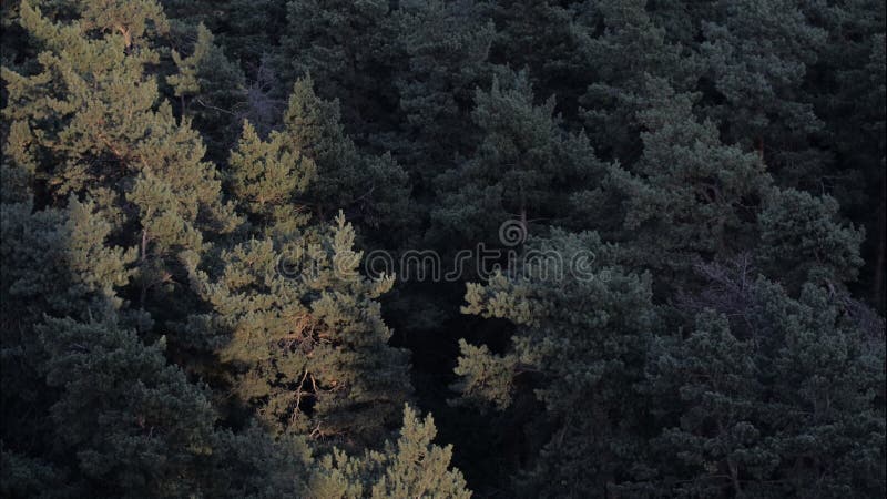 Coniferous Forest Time-lapse. View from Above Stock Footage - Video of ...