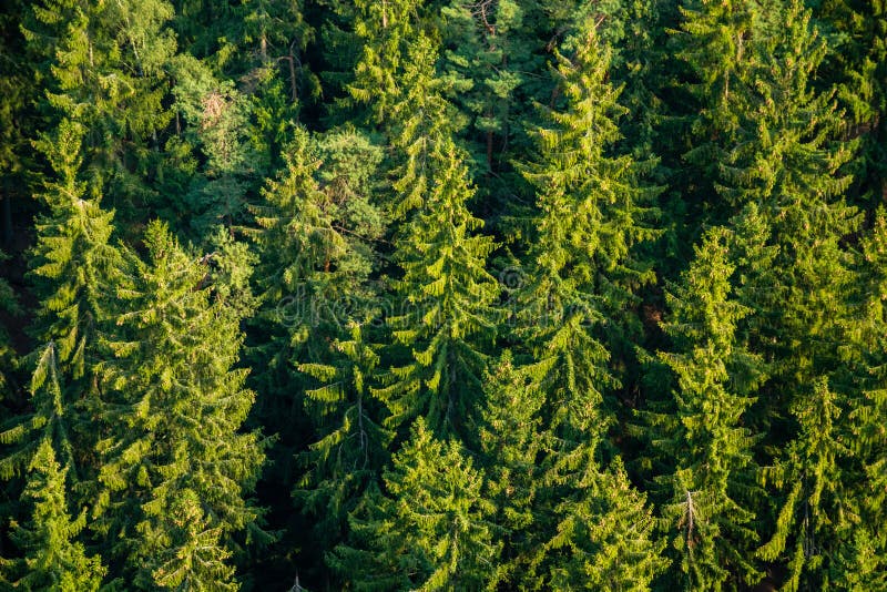 Coniferous Forest Tree Branches from Above Stock Photo - Image of ...