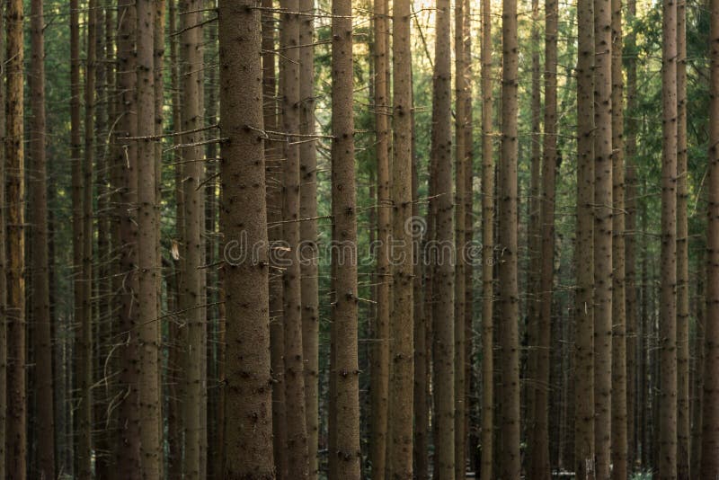 Coniferous Forest of Trees with a Full Frame Trail Stock Photo - Image ...