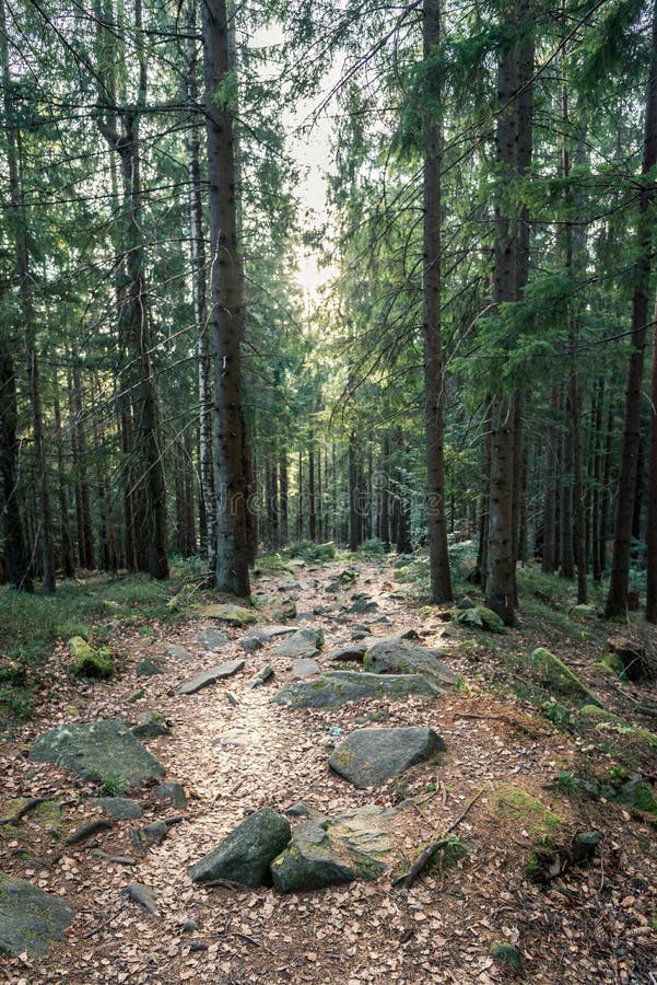 Coniferous Forest of Trees with a Full Frame Trail Stock Image - Image ...