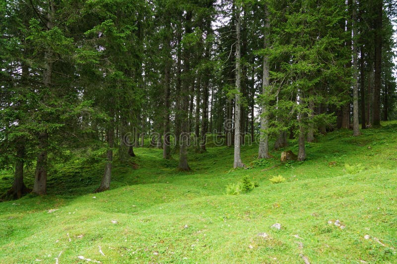 Coniferous Forest in the Tyrolean Alps Stock Image - Image of drought ...