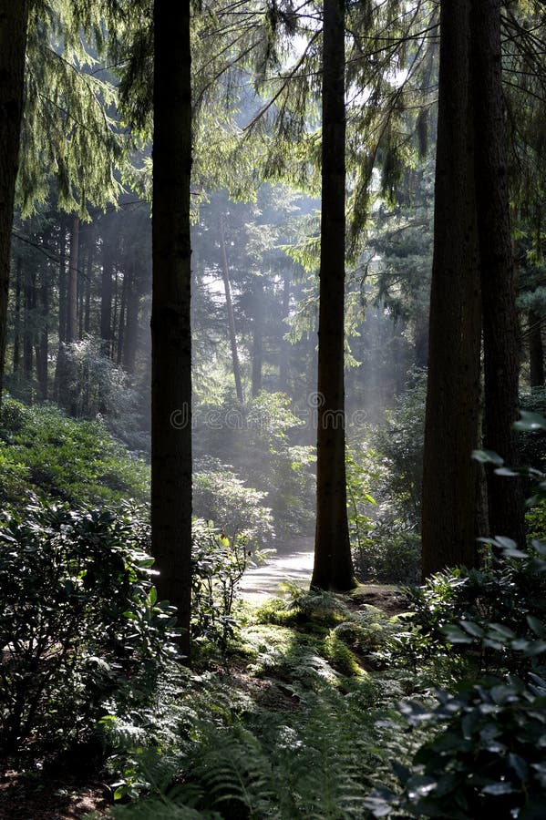 Coniferous Forest with an Undergrowth Stock Image - Image of landscape ...