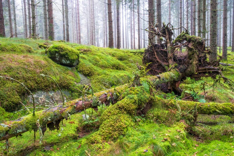Coniferous Forest with an Uprooted Tree Stock Image - Image of mossy ...
