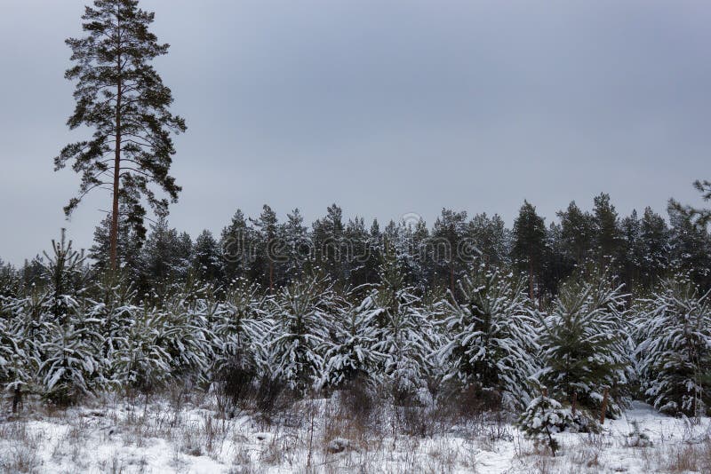 Coniferous forest stock photo. Image of natural, tranquil - 83410106