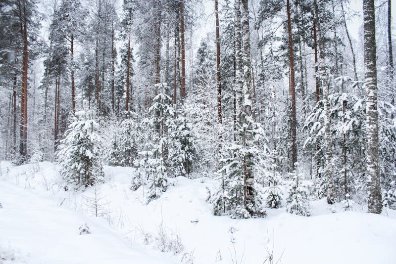 Coniferous forest winter. stock photo. Image of environment - 88524168