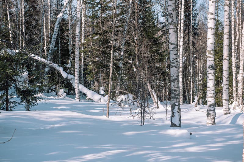 Coniferous Forest in Winter. Taiga in the Winter Stock Photo - Image of ...