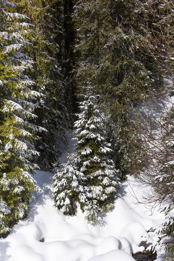 Coniferous Forest in Winter Stock Photo - Image of forest, morning ...