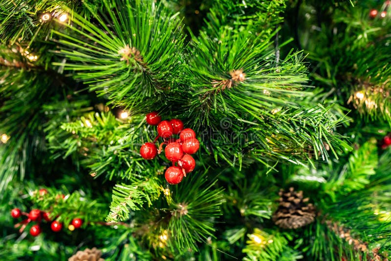 Coniferous Green Forest. Christmas Tree Branches with Red Berries Stock ...