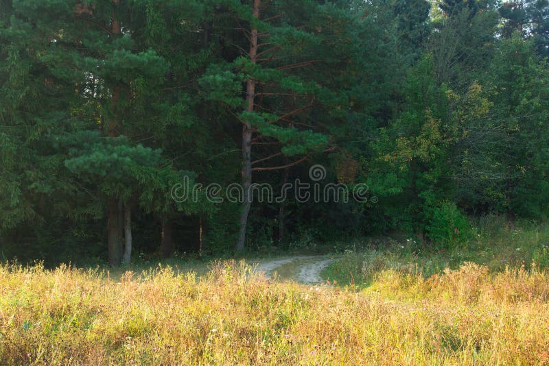 Coniferous Green Forest Landscape with Path and Field Stock Image ...