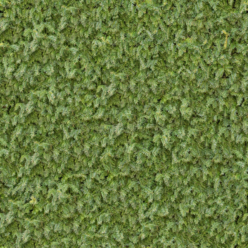 Green Bush. Seamless Tileable Texture Stock Photo - Image of ...