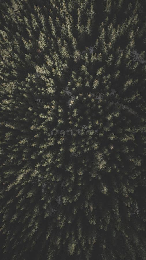 Coniferous Lush Forest, Top View, Vertical Stock Photo - Image of view ...