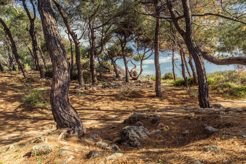 Mediterranean Forest Panorama Stock Photo - Image of wide, coniferous ...