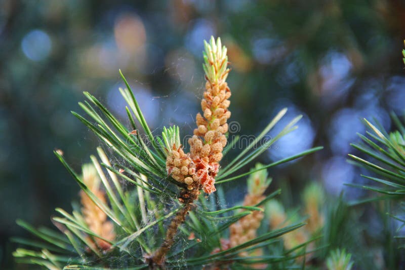 Coniferous Needles Close-up Stock Photo - Image of nipple, buds: 269807382