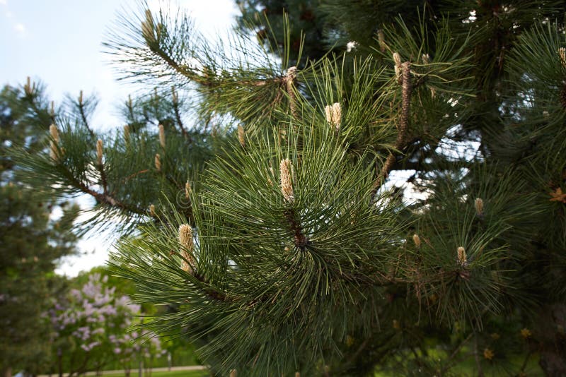 Coniferous Pine Brunki in the Forest Stock Photo - Image of garden ...