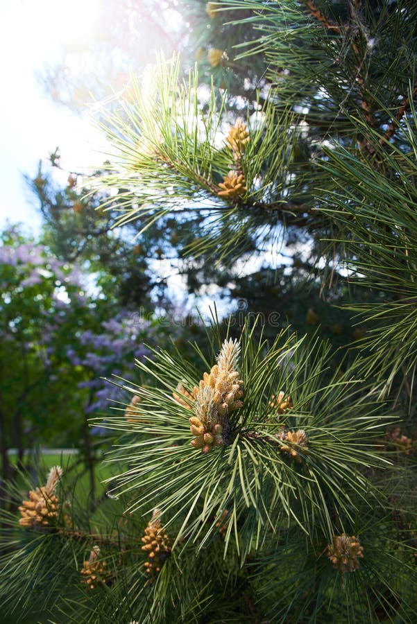 Brunki Stock Photos - Free & Royalty-Free Stock Photos from Dreamstime